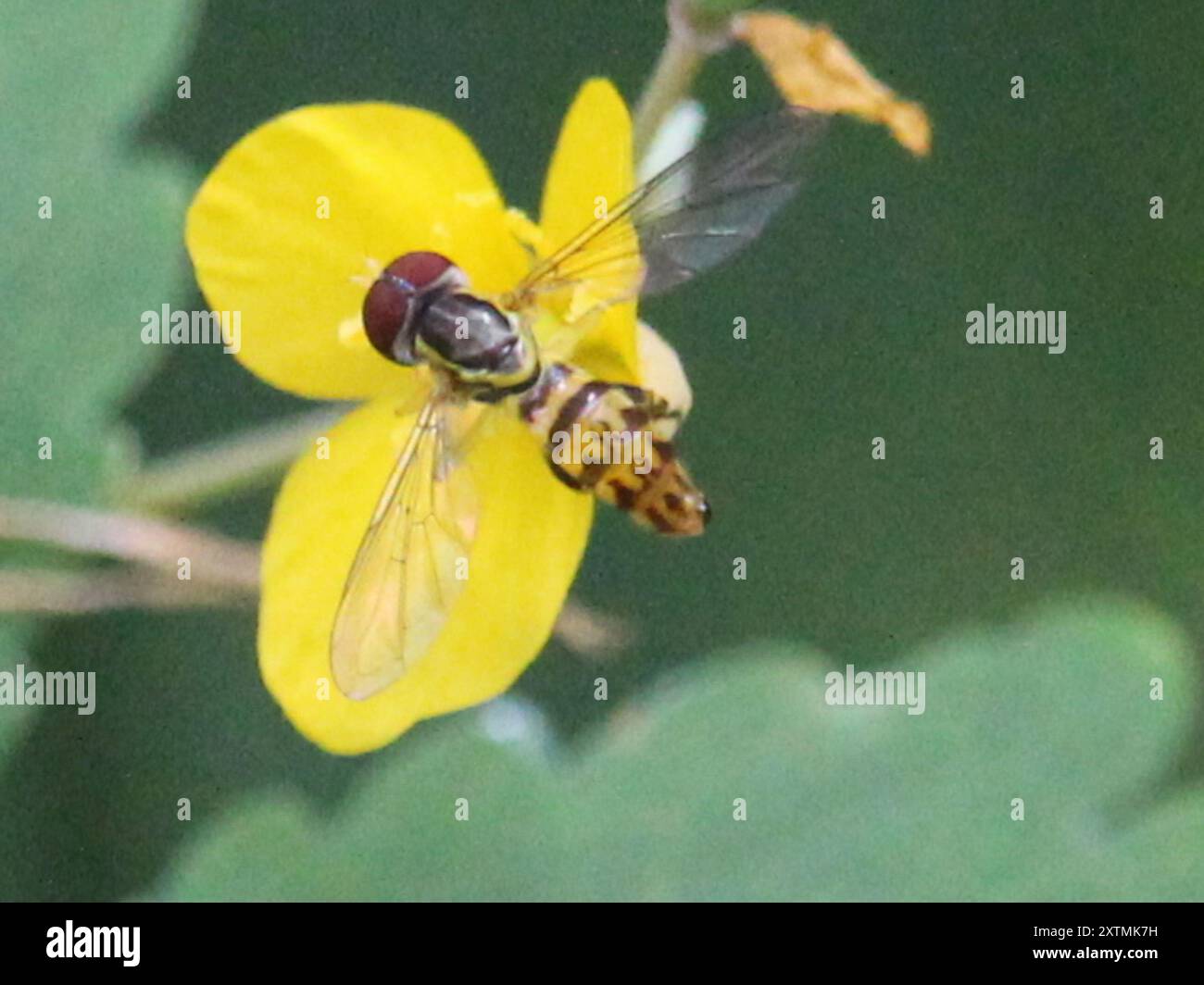 Eastern Calligrapher (Toxomerus geminatus) Insecta Stock Photo - Alamy