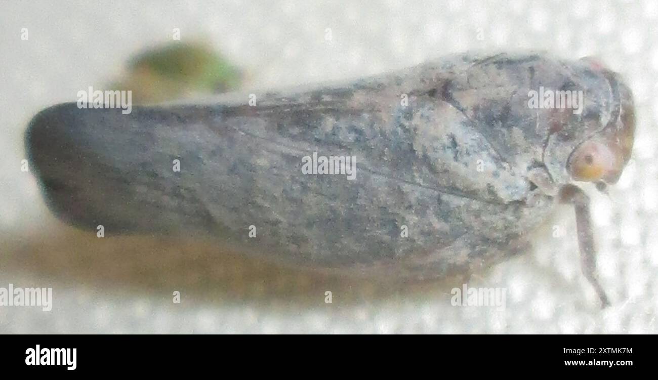 Flatid Planthoppers (Flatidae) Insecta Stock Photo - Alamy