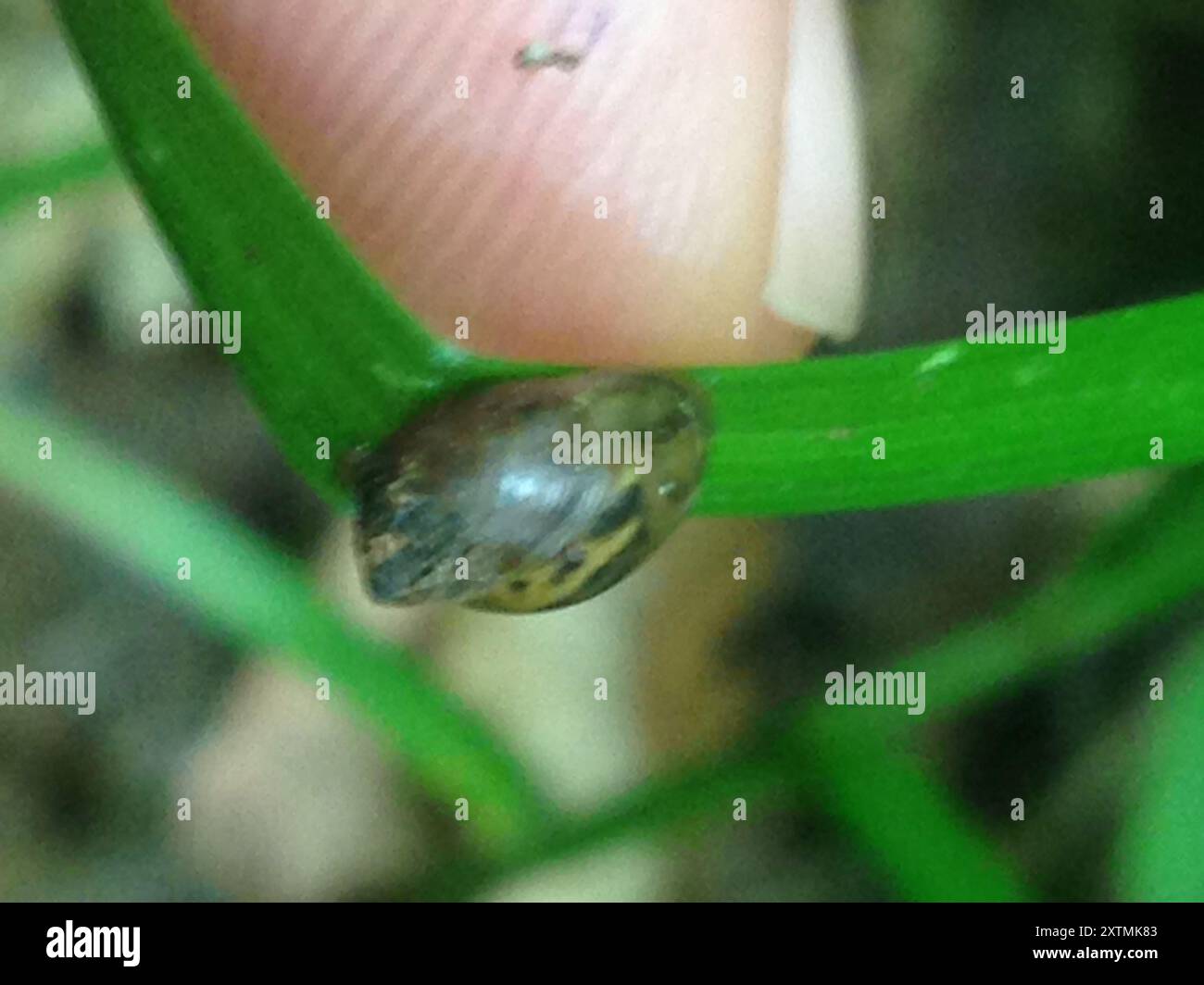 Amber Snails (Succineidae) Mollusca Stock Photo - Alamy