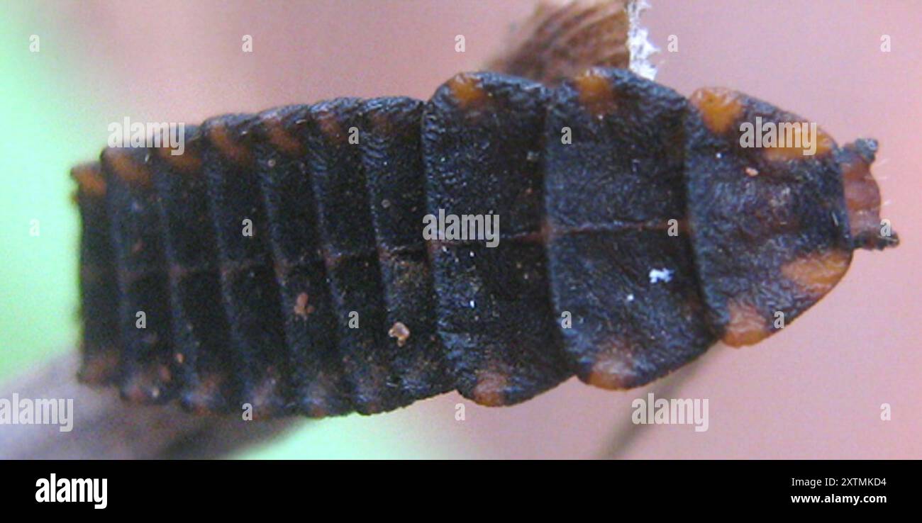 Fireflies (Lampyridae) Insecta Stock Photo - Alamy