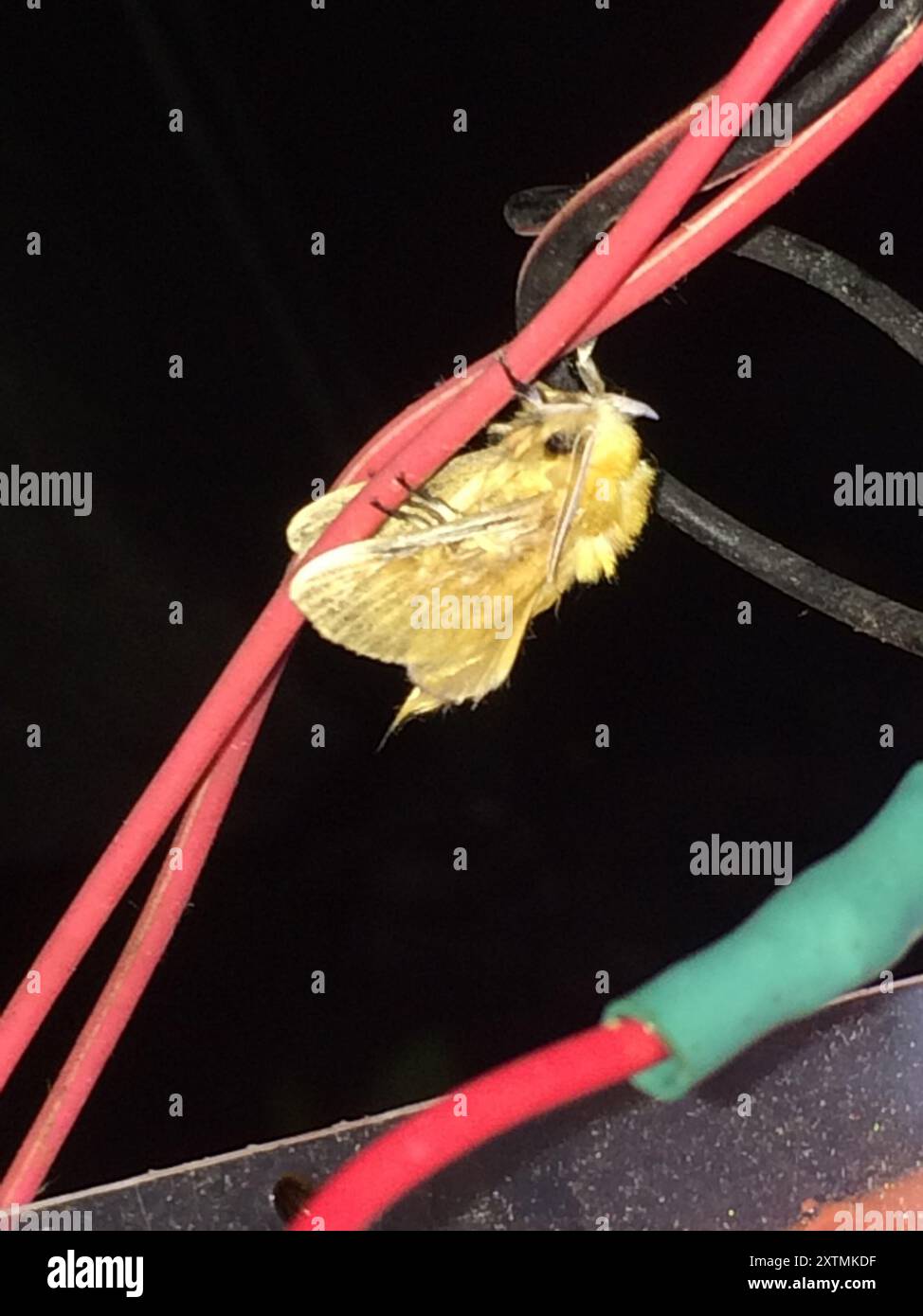 Southern Flannel Moth (Megalopyge opercularis) Insecta Stock Photo - Alamy