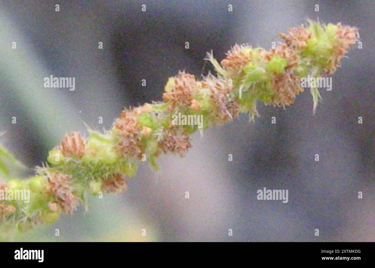 three-seeded mercuries (Acalypha) Plantae Stock Photo - Alamy