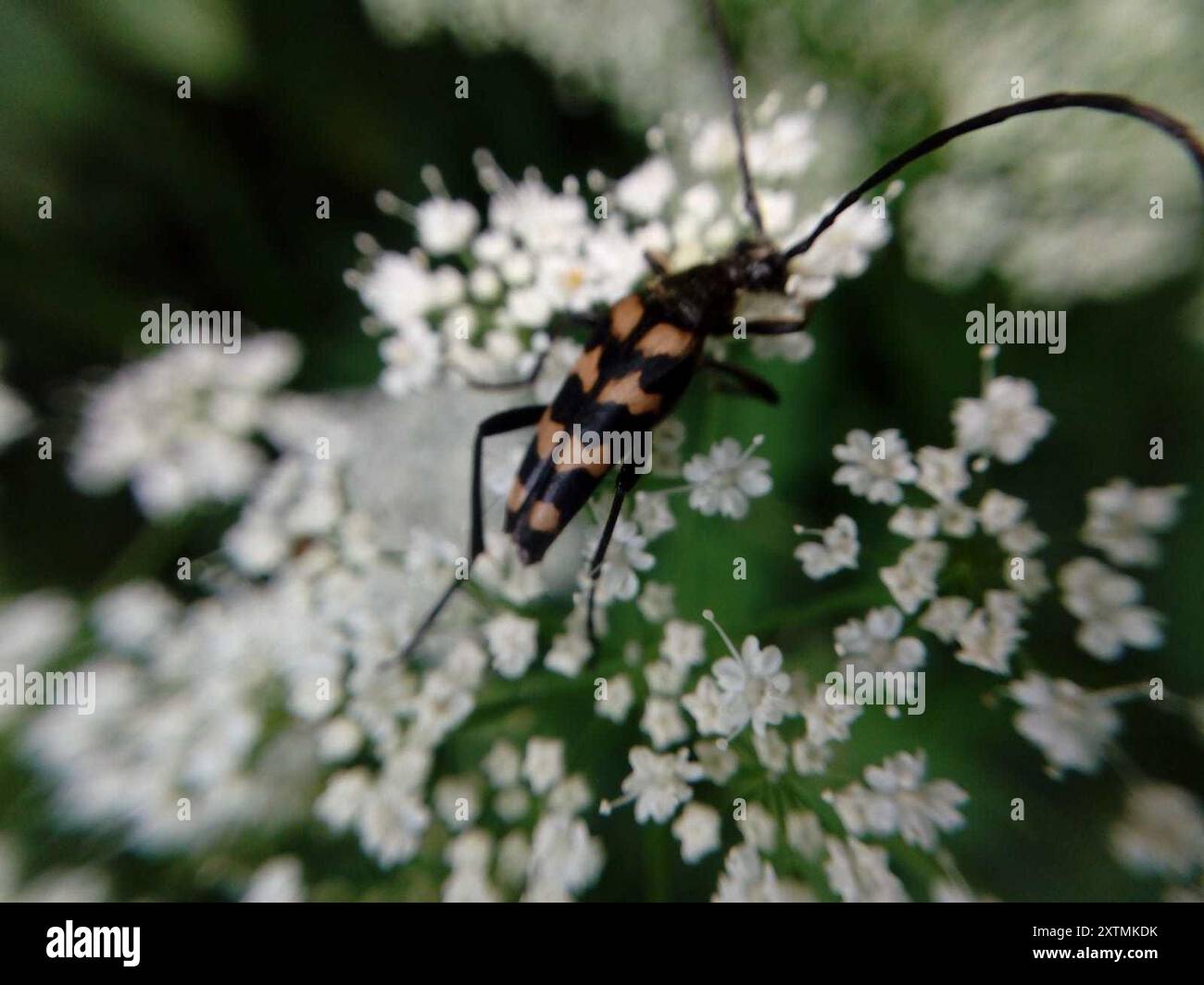 four-banded longhorn beetle (Leptura quadrifasciata) Insecta Stock ...
