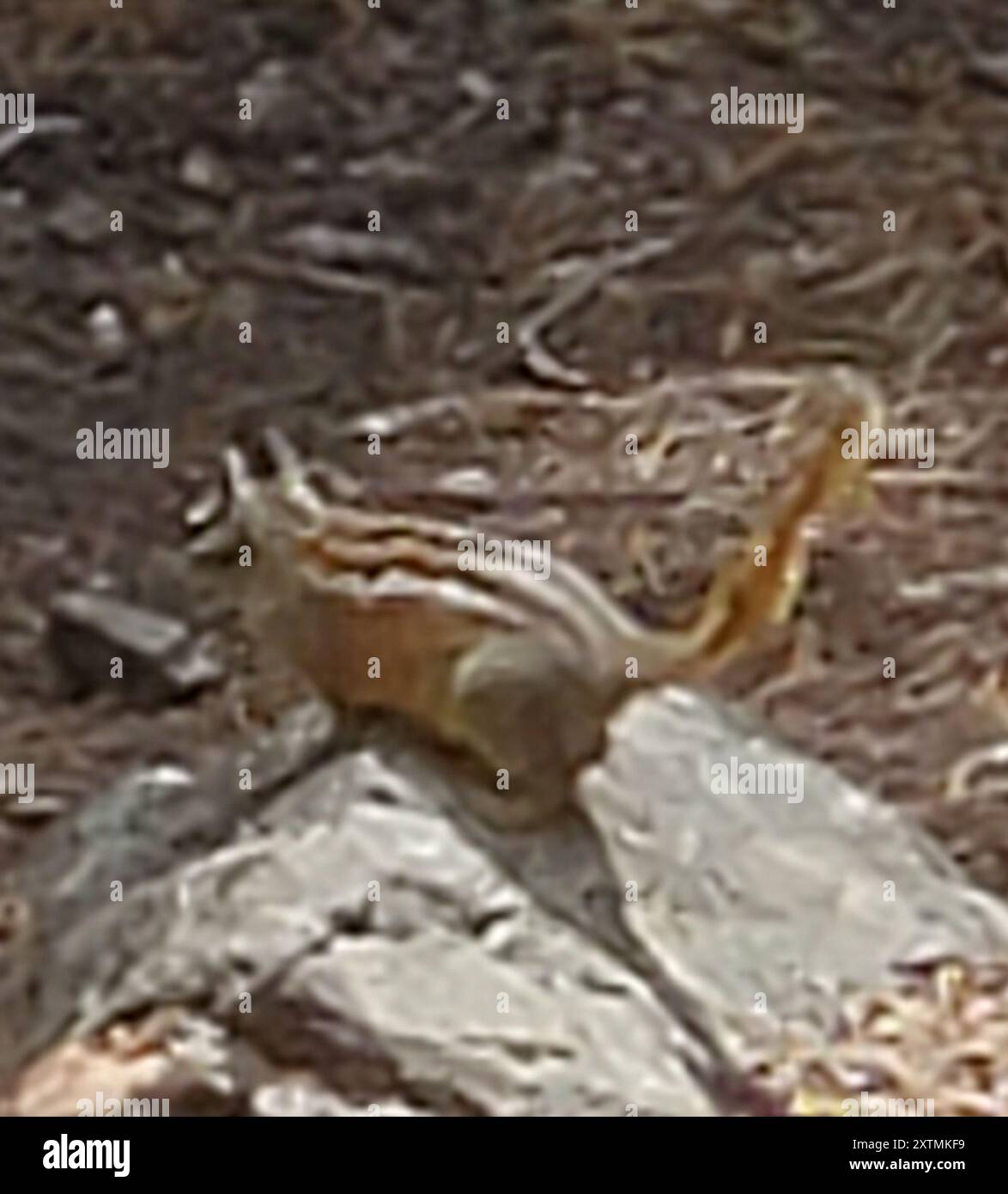 Western Chipmunks (Neotamias) Mammalia Stock Photo - Alamy