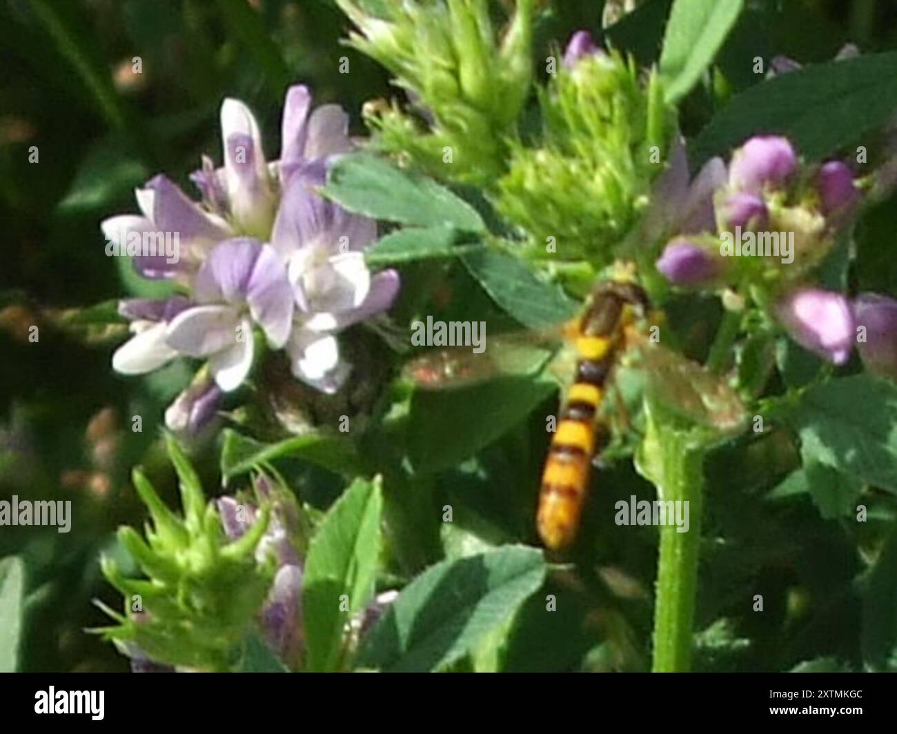 Common Globetail (Sphaerophoria scripta) Insecta Stock Photo - Alamy