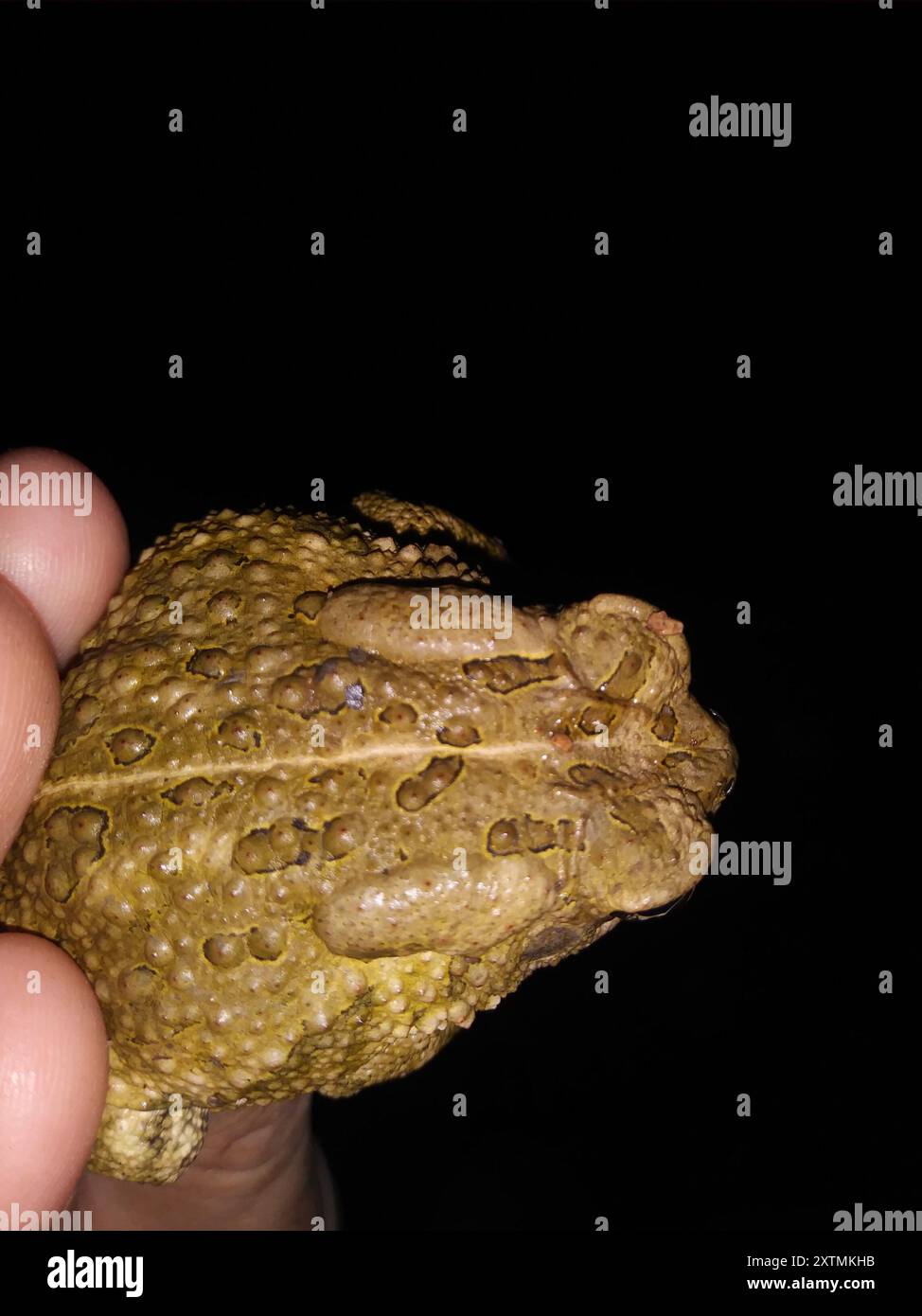 Fowler's Toad (Anaxyrus fowleri) Amphibia Stock Photo - Alamy