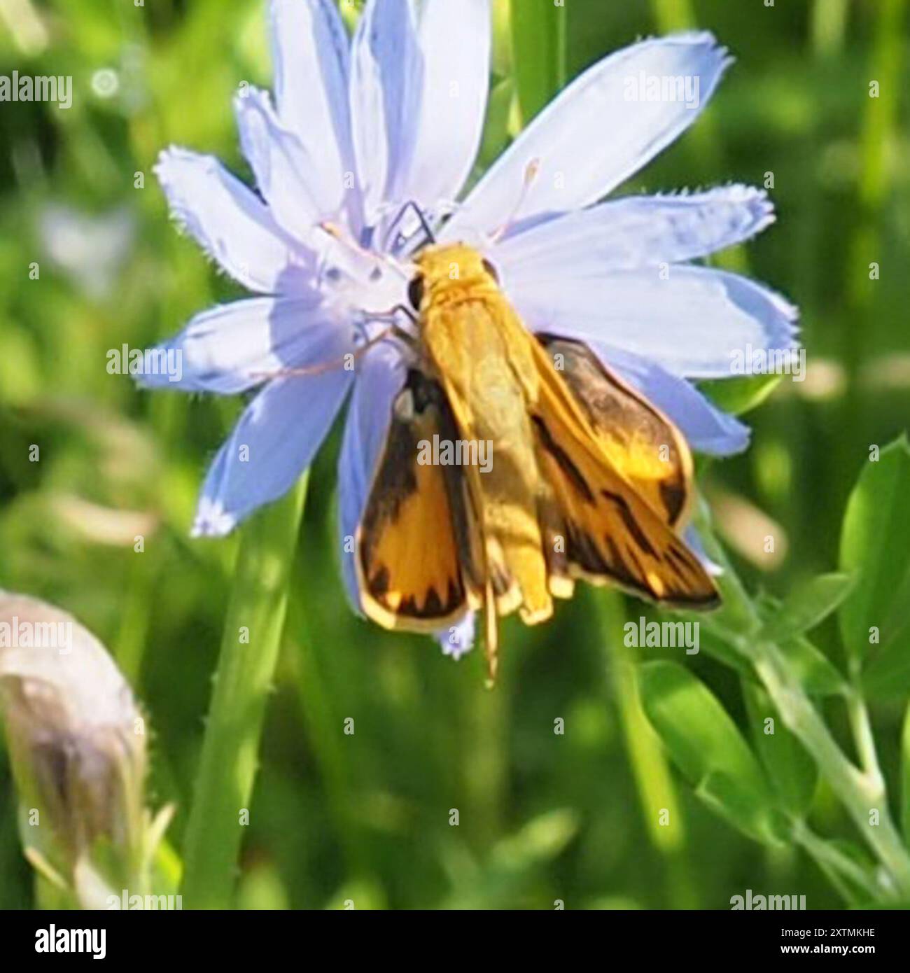 Fiery Skipper (Hylephila phyleus) Insecta Stock Photo - Alamy
