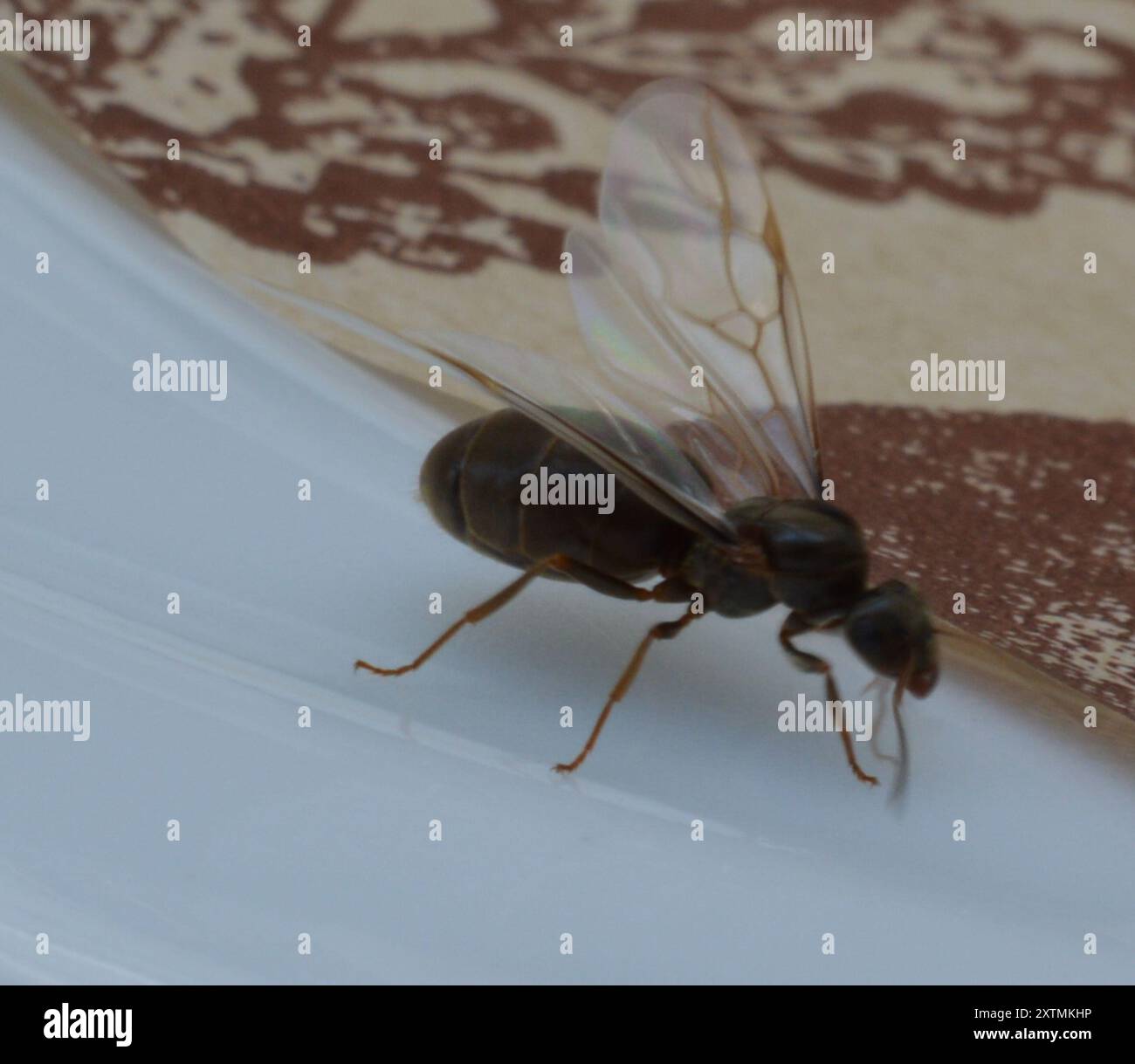 Citronella Ants, Fuzzy Ants, and Allies (Lasius) Insecta Stock Photo ...