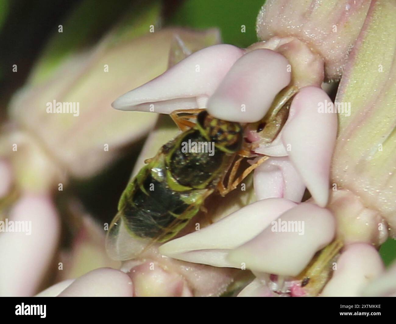 (Hedriodiscus vertebratus) Insecta Stock Photo - Alamy