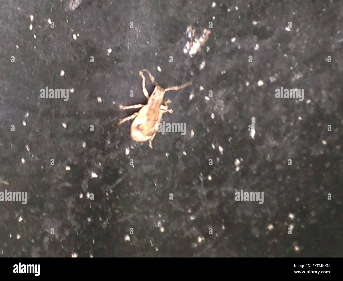 Peach Root Weevil (Pseudoedophrys hilleri) Insecta Stock Photo - Alamy