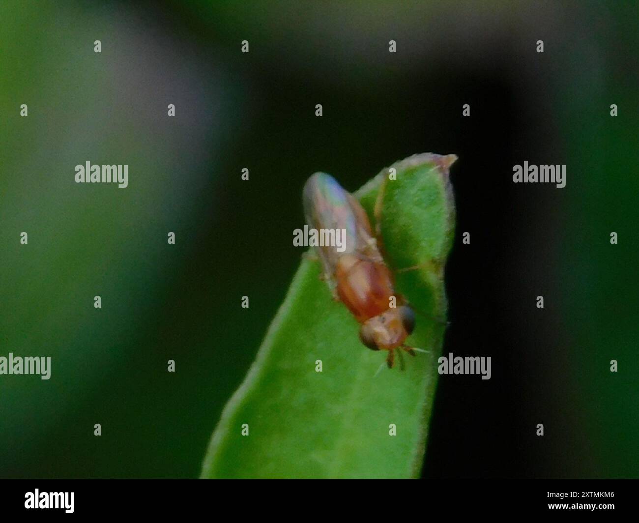 Grass Flies (Chloropinae) Insecta Stock Photo - Alamy