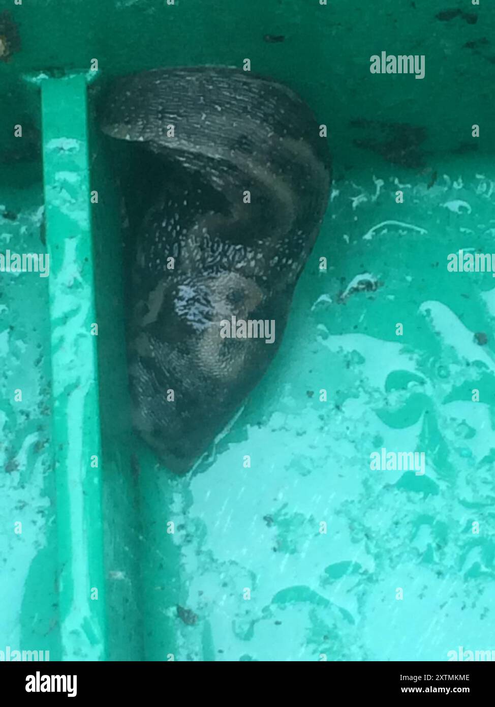 Leopard Slug (Limax maximus) Mollusca Stock Photo - Alamy