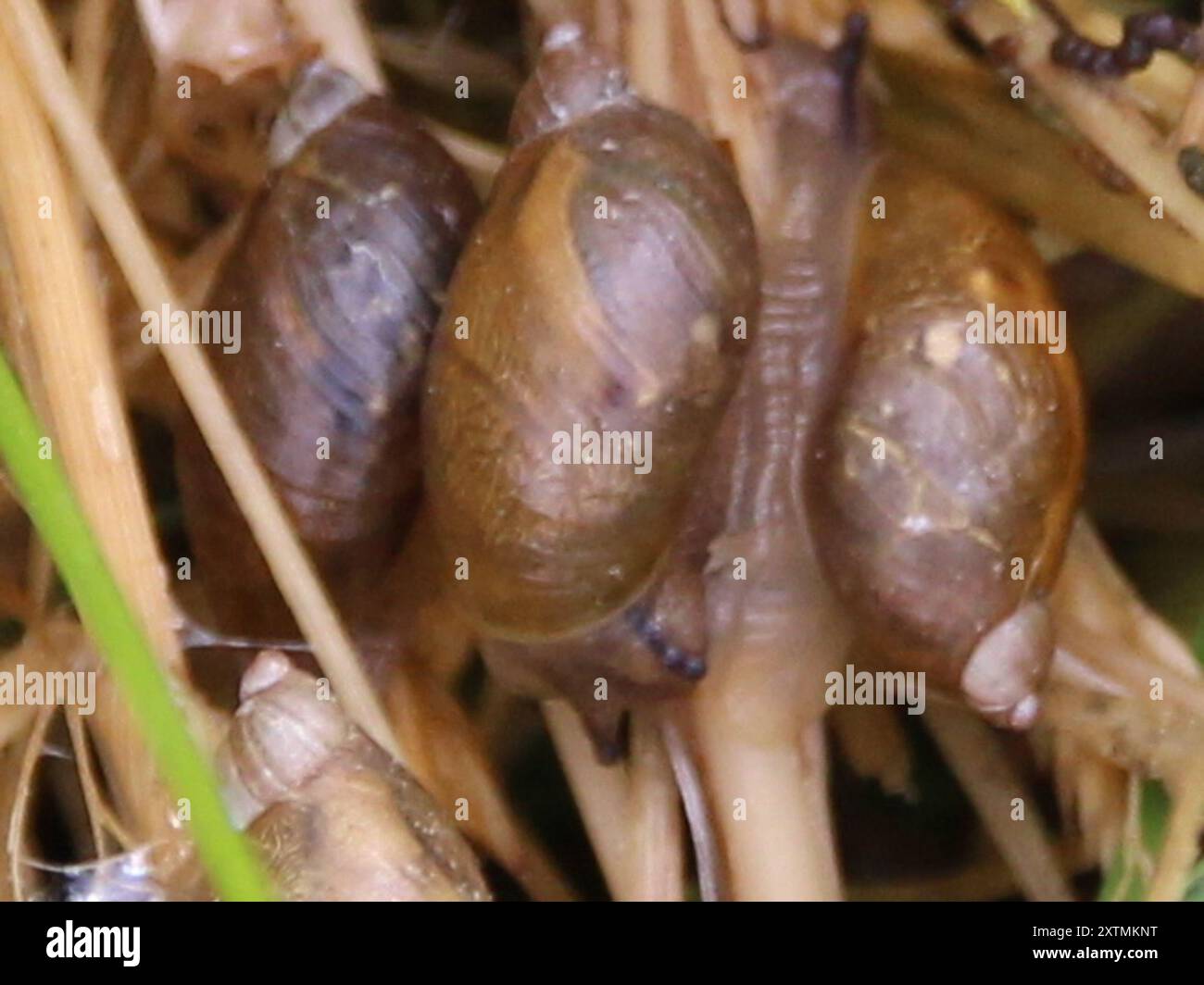 Amber Snails (Succineidae) Mollusca Stock Photo - Alamy