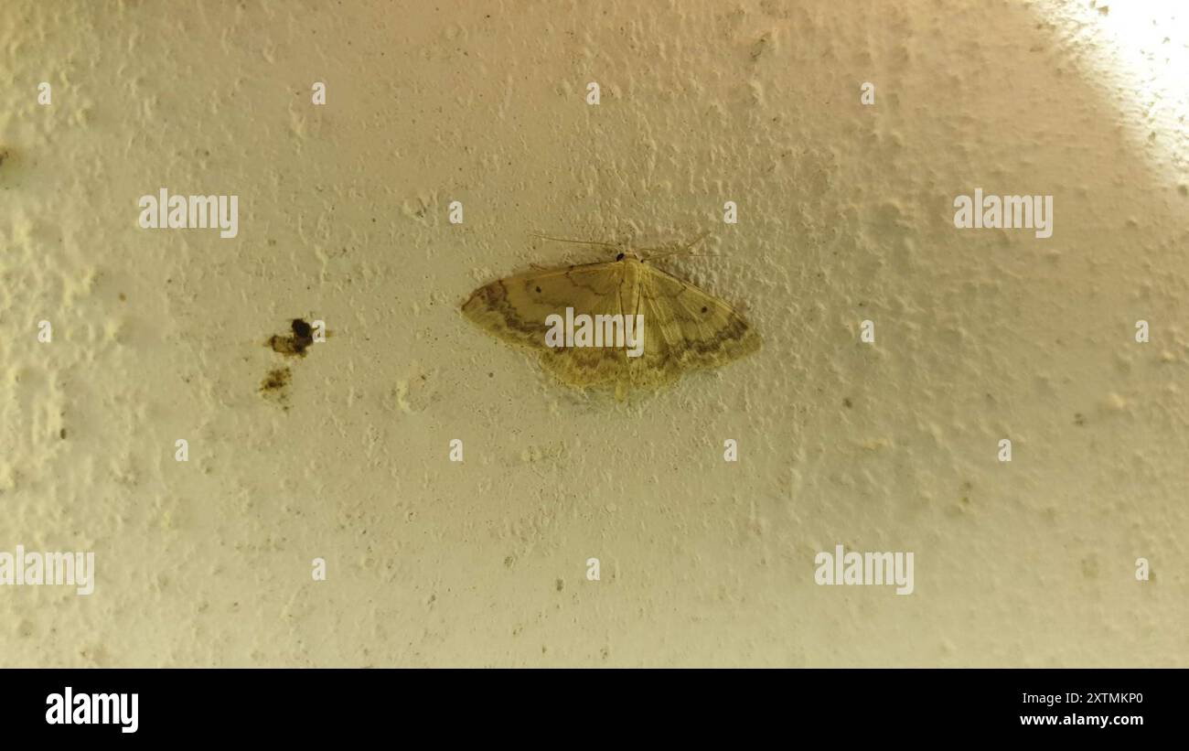 Small Fan-footed Wave (Idaea biselata) Insecta Stock Photo - Alamy