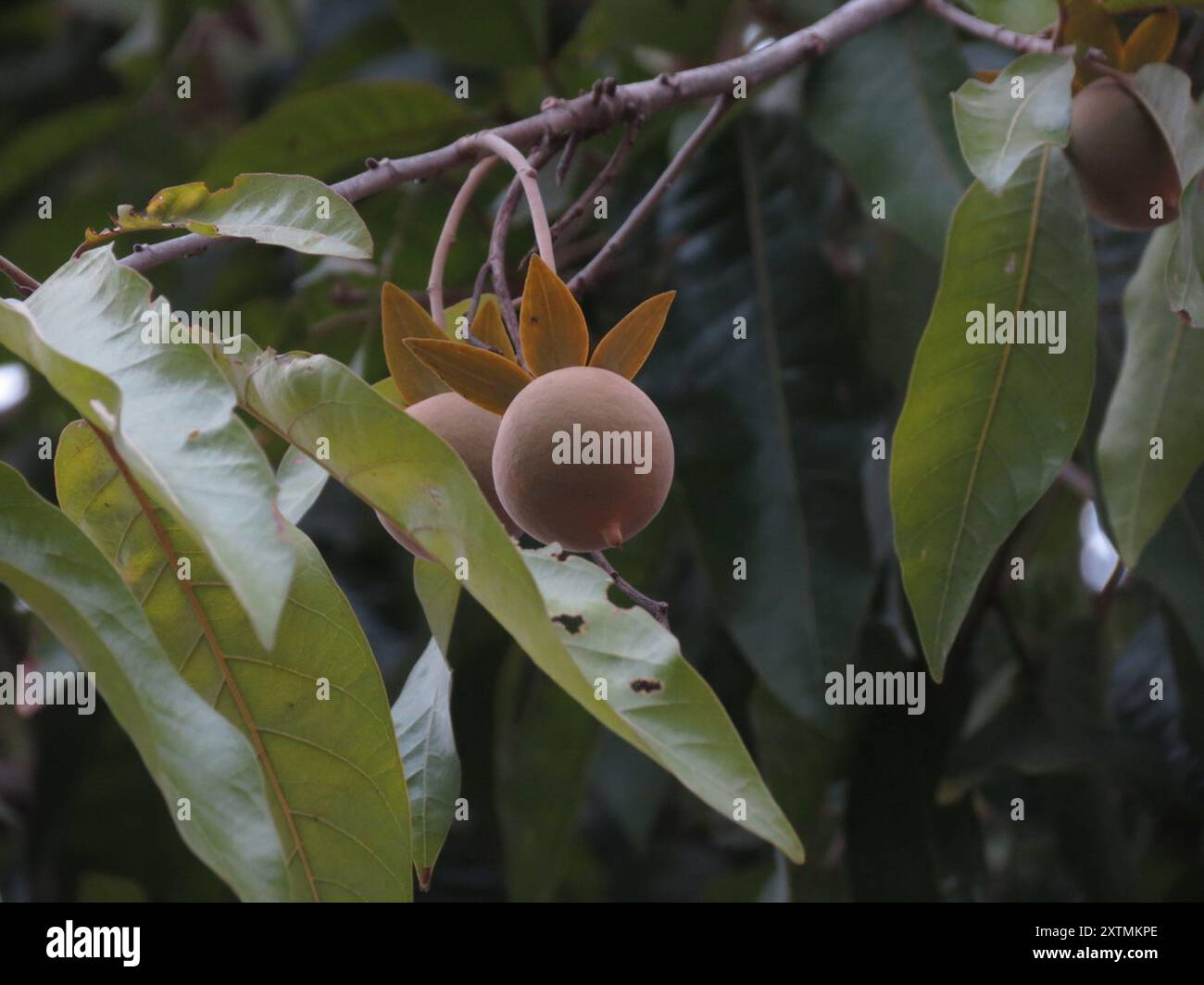 (Vatica chinensis) Plantae Stock Photo - Alamy