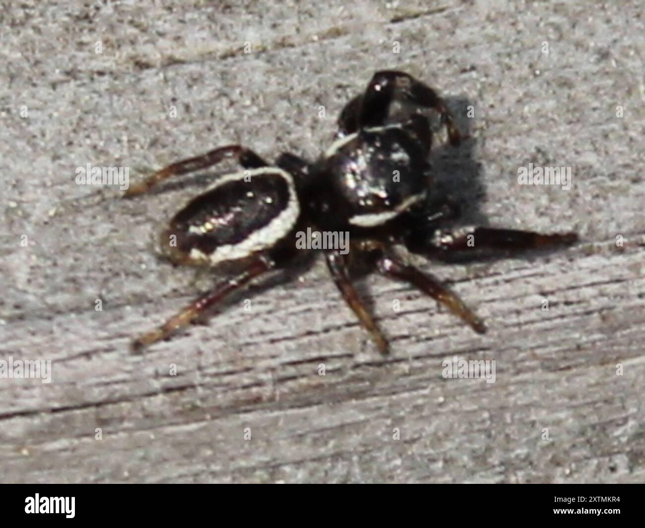 Bronze Jumping Spider (Eris militaris) Arachnida Stock Photo - Alamy