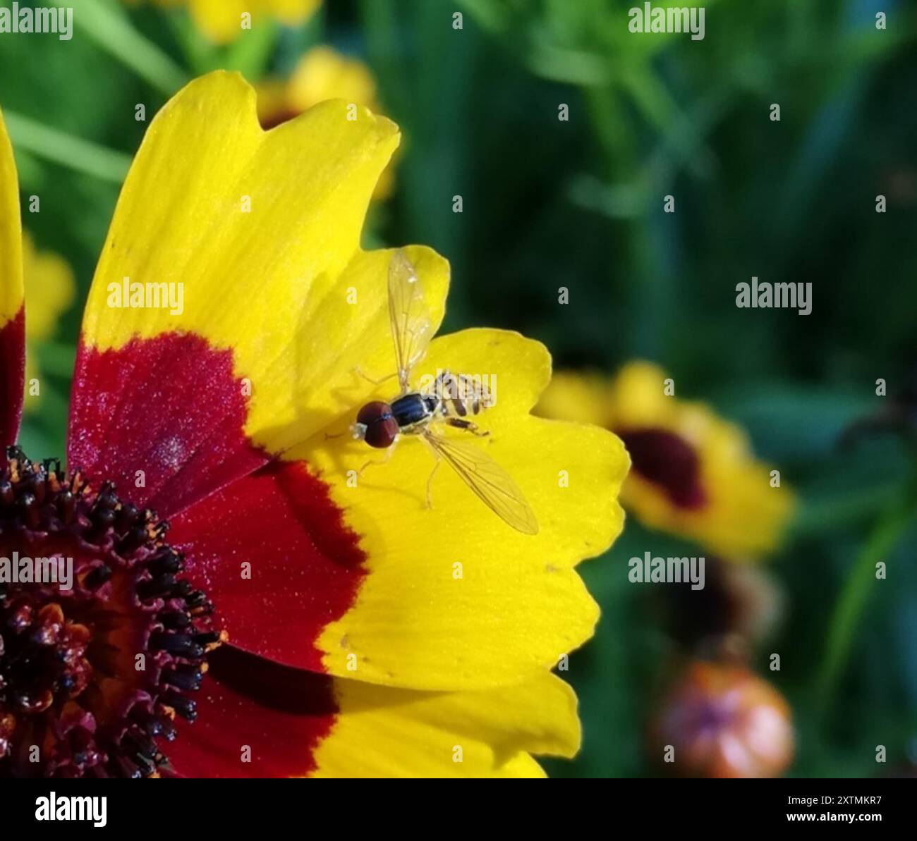 Eastern Calligrapher (Toxomerus geminatus) Insecta Stock Photo - Alamy