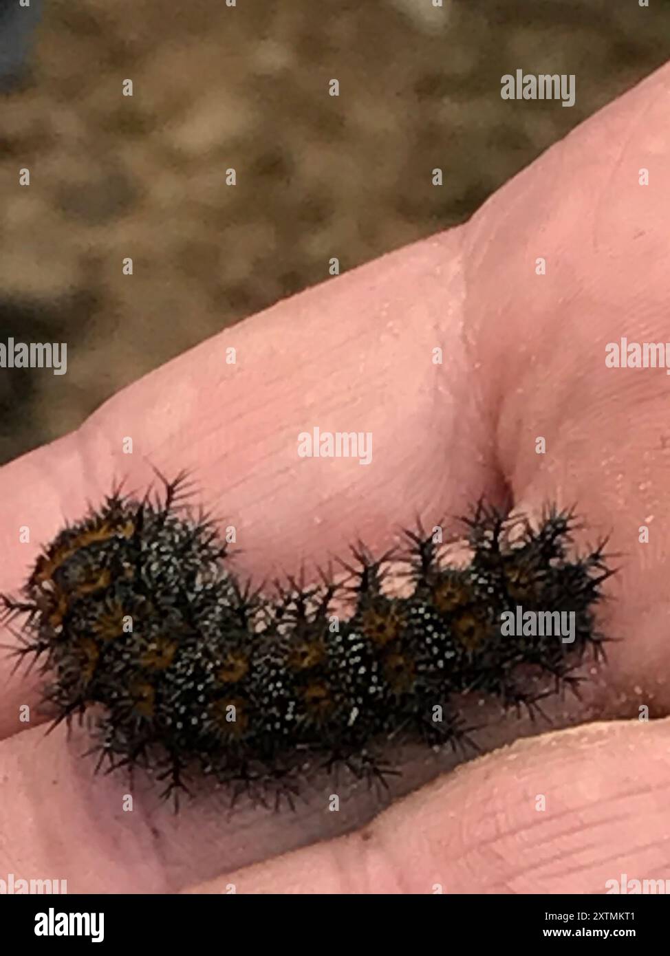 Buck Moth (Hemileuca maia) Insecta Stock Photo - Alamy