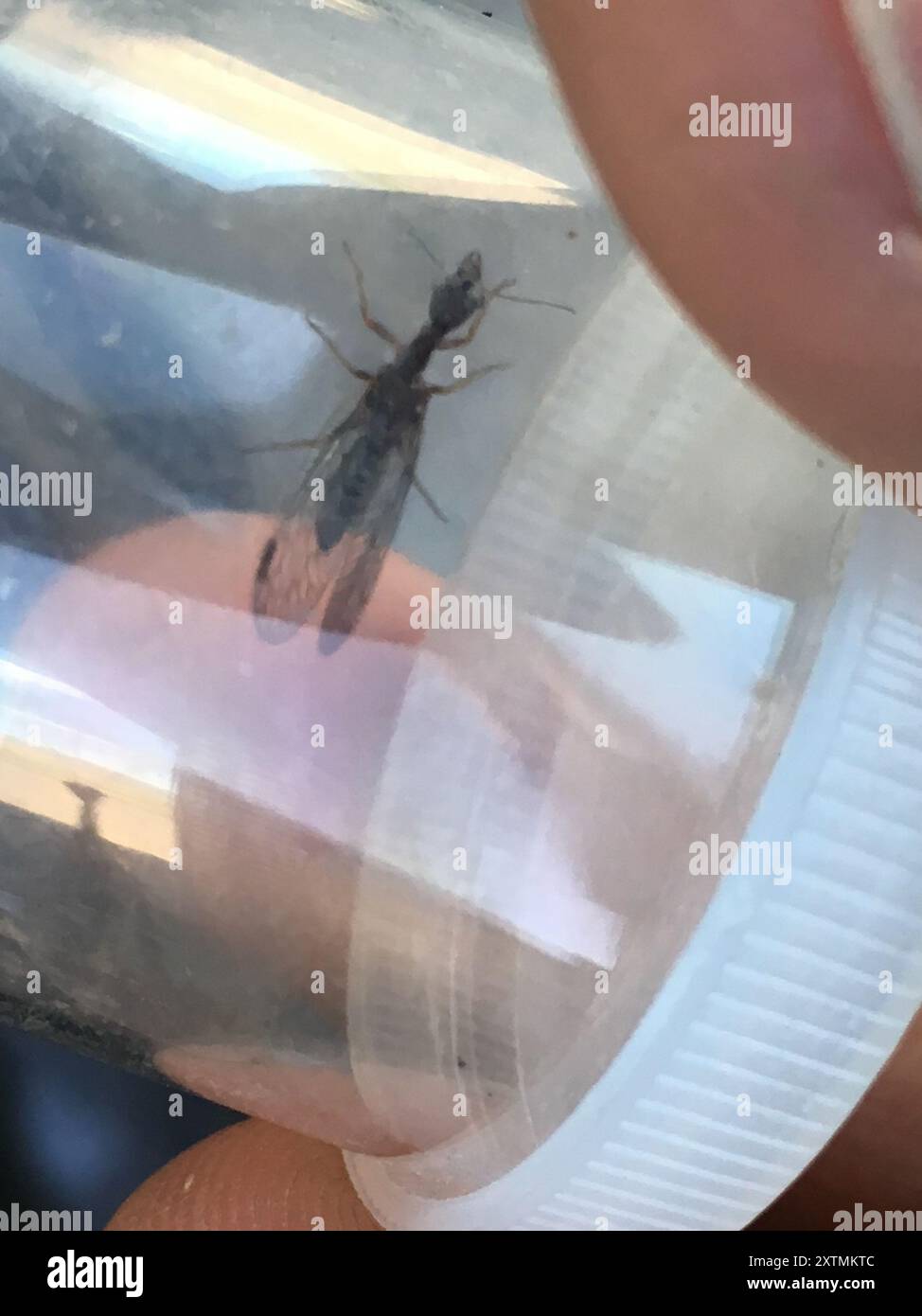 Common Snakeflies (Agulla) Insecta Stock Photo - Alamy