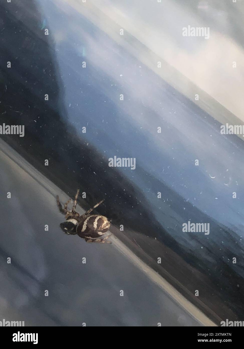 Zebra Jumping Spider (Salticus scenicus) Arachnida Stock Photo - Alamy