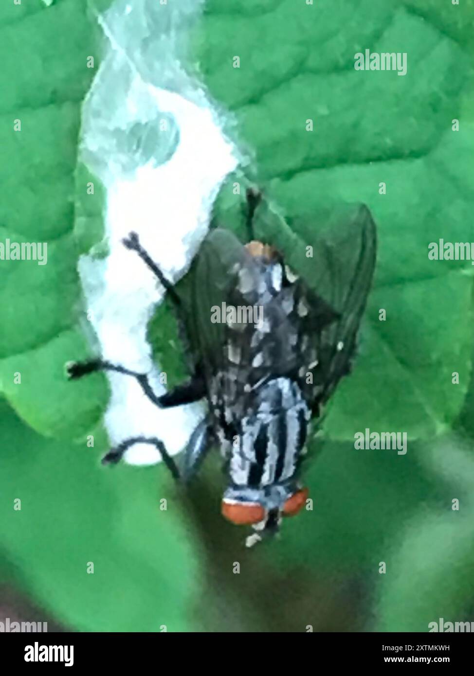 Common Flesh Flies (Sarcophaga) Insecta Stock Photo - Alamy