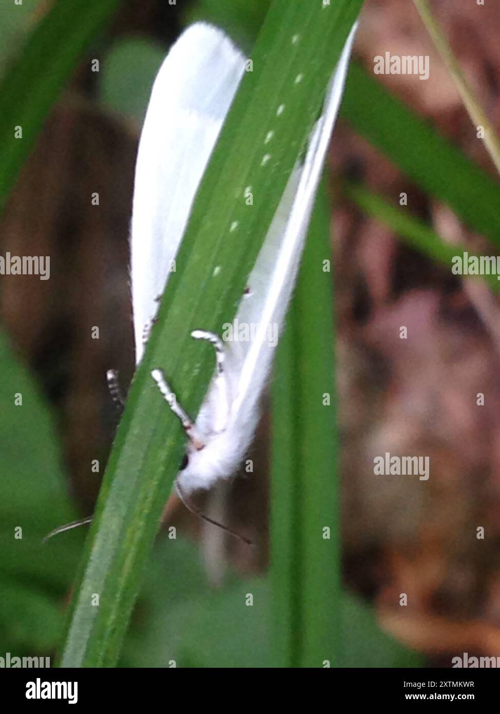 Spilosoma insecta hi-res stock photography and images - Alamy