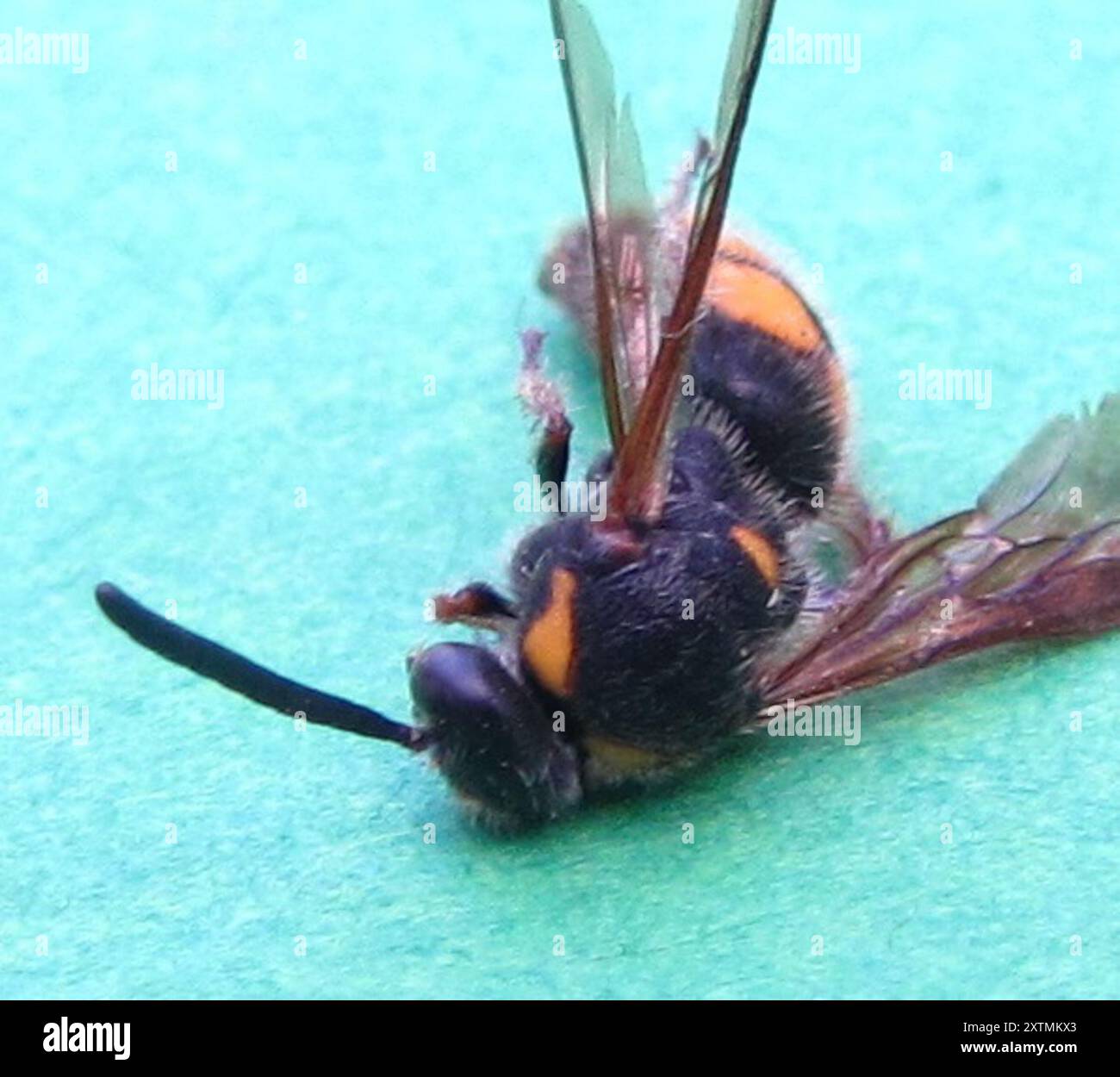 Noble Scoliid Wasp (Scolia nobilitata) Insecta Stock Photo - Alamy