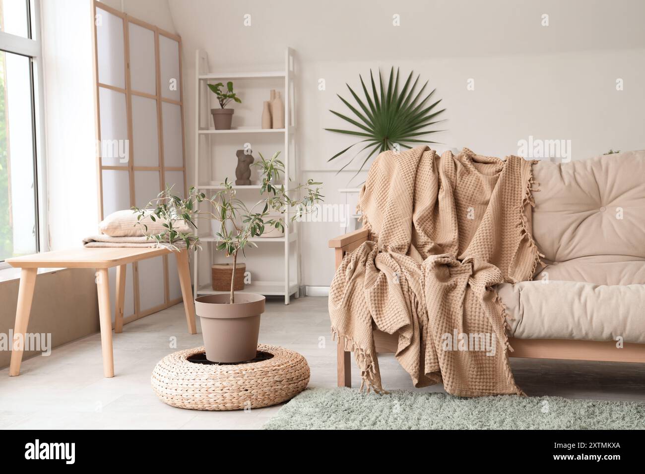Comfortable sofa with plaid and decorative olive tree Stock Photo - Alamy