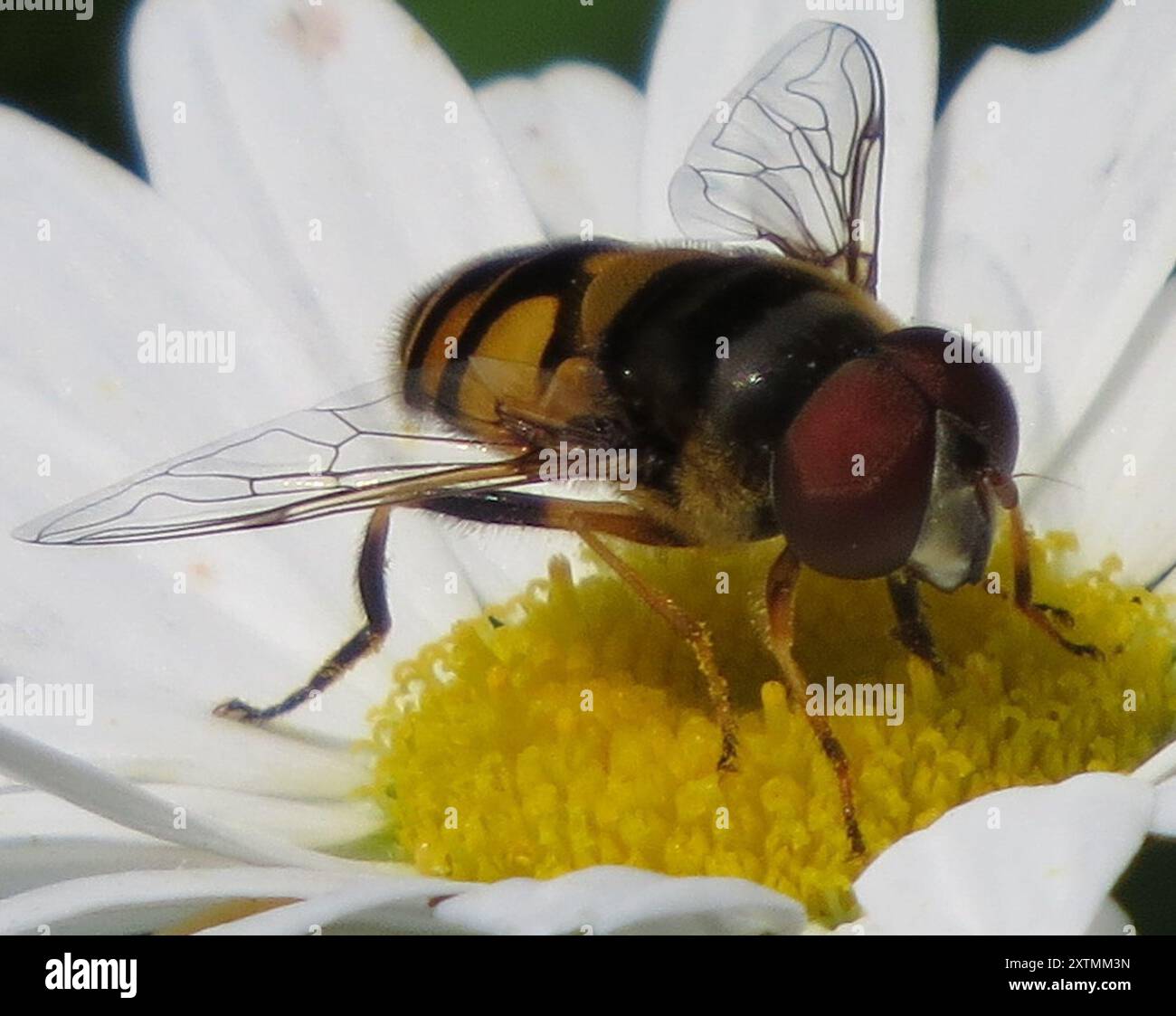 Transverse-banded Flower Fly (Eristalis transversa) Insecta Stock Photo ...