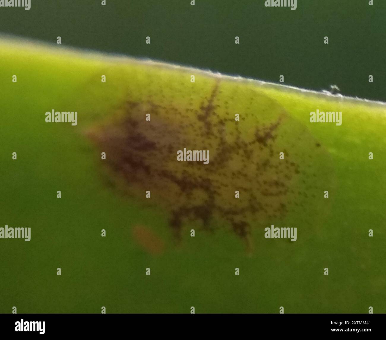 Brown Soft Scale (Coccus hesperidum) Insecta Stock Photo - Alamy