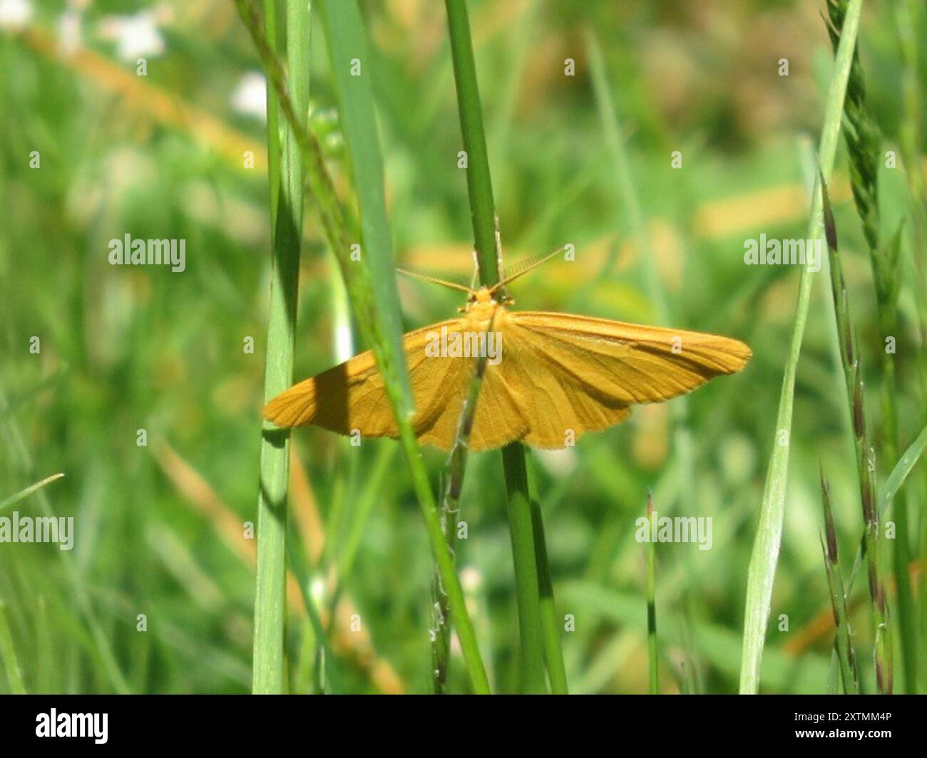Crocota tinctaria hi-res stock photography and images - Alamy