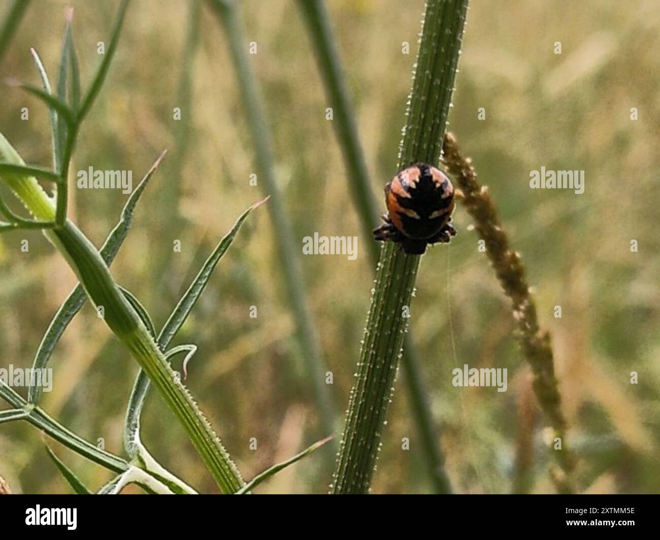 Napoleon Spider (Synema globosum) Arachnida Stock Photo - Alamy