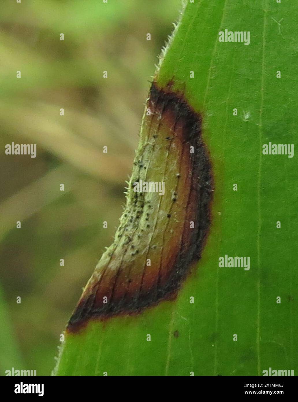 (Phyllosticta convallariae) Fungi Stock Photo - Alamy