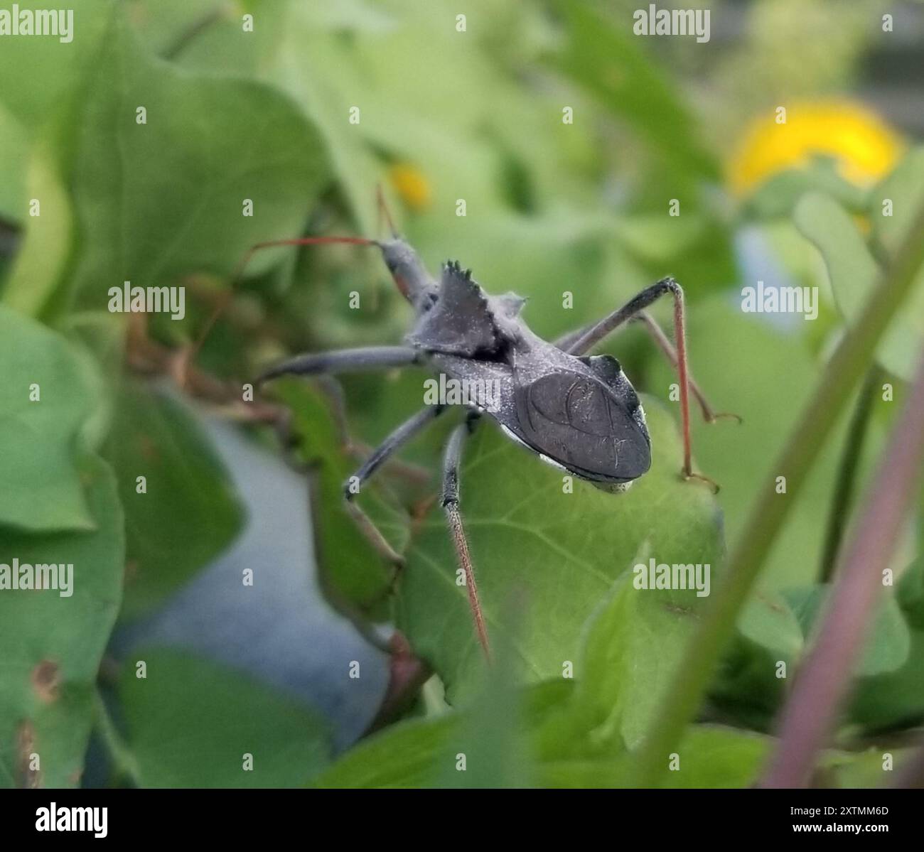 North American Wheel Bug (Arilus cristatus) Insecta Stock Photo - Alamy