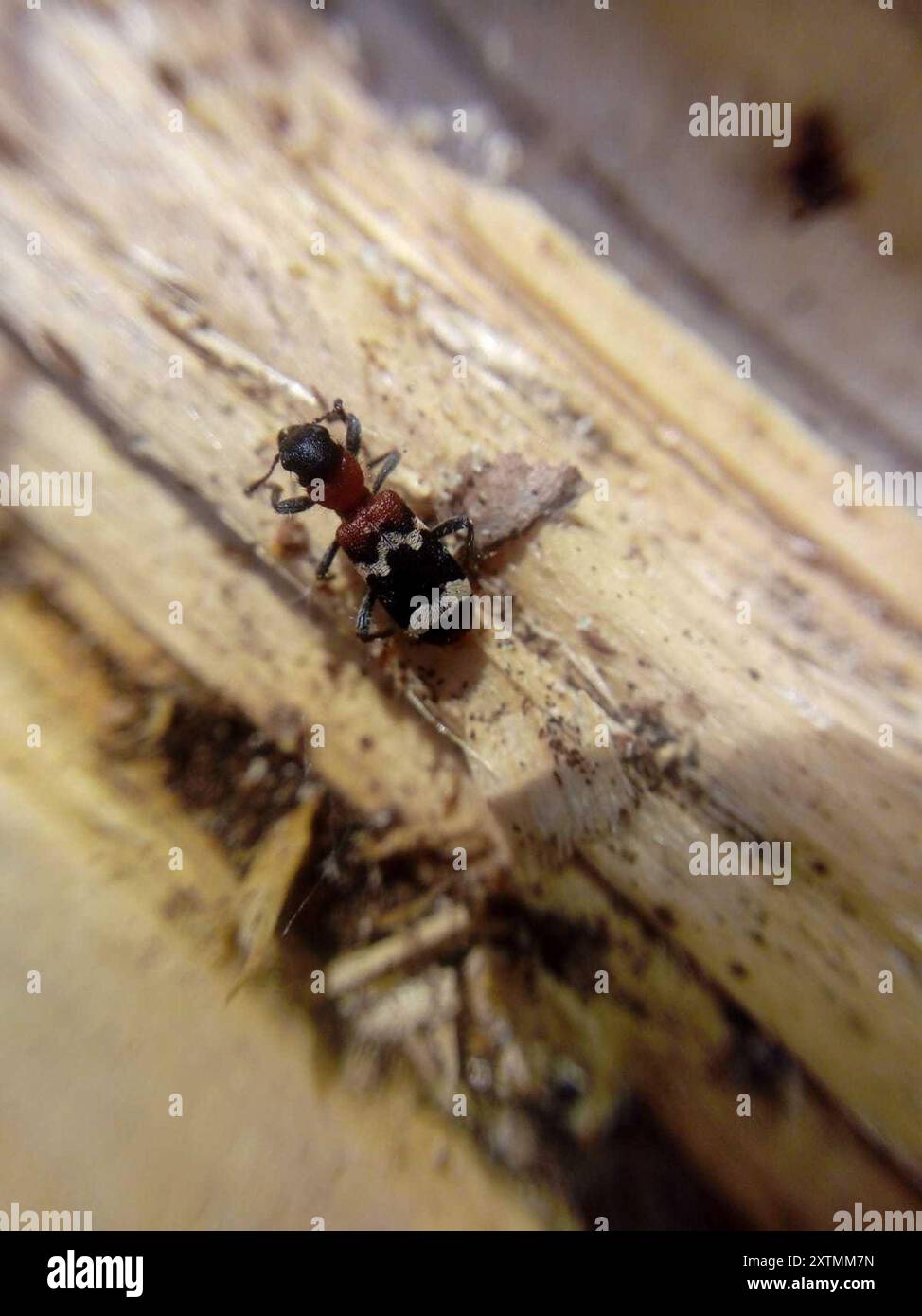 European Red-bellied Clerid (Thanasimus formicarius) Insecta Stock ...