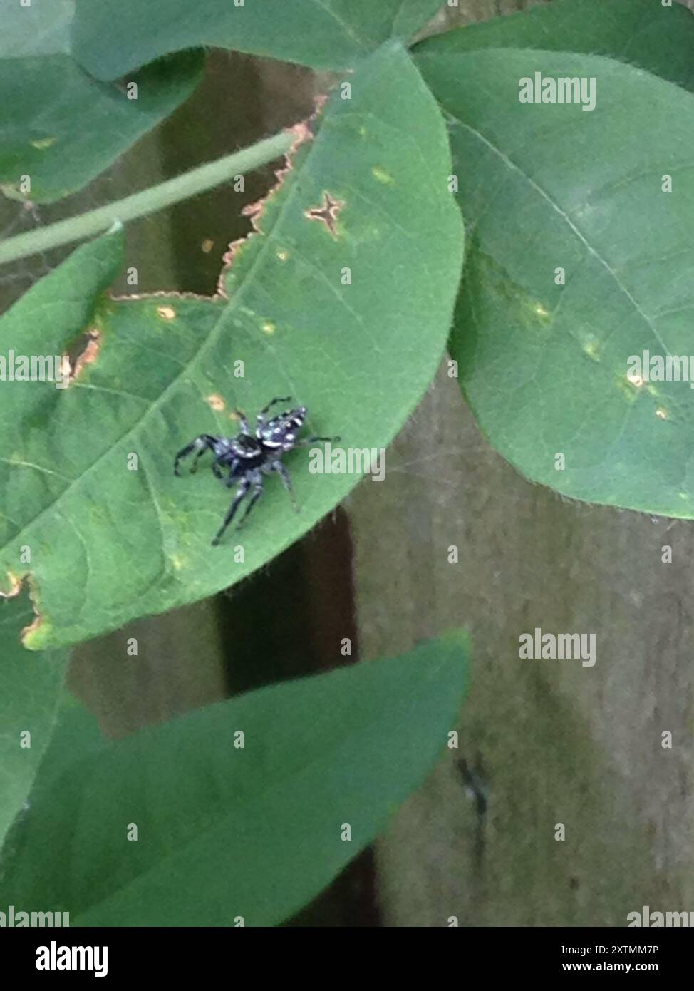 Golden Jumping Spider (Paraphidippus aurantius) Arachnida Stock Photo ...