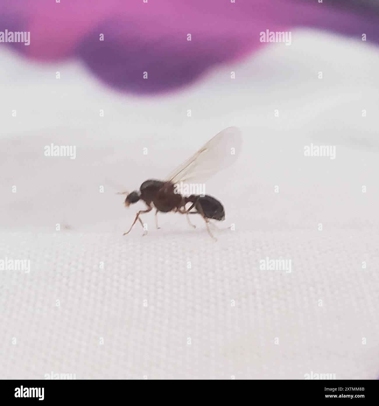 Solenopsis Fire Ants and Thief Ants (Solenopsis) Insecta Stock Photo ...