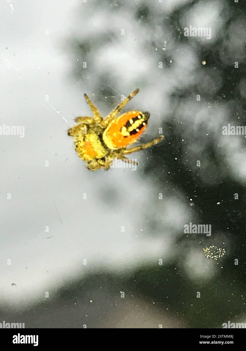 Apache Jumping Spider (Phidippus apacheanus) Arachnida Stock Photo - Alamy