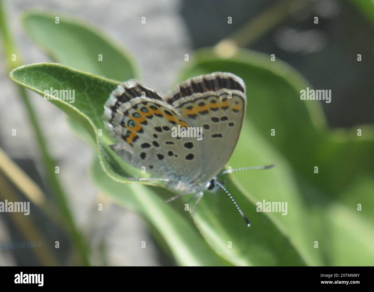 Northern Blue (Plebejus idas) Insecta Stock Photo - Alamy