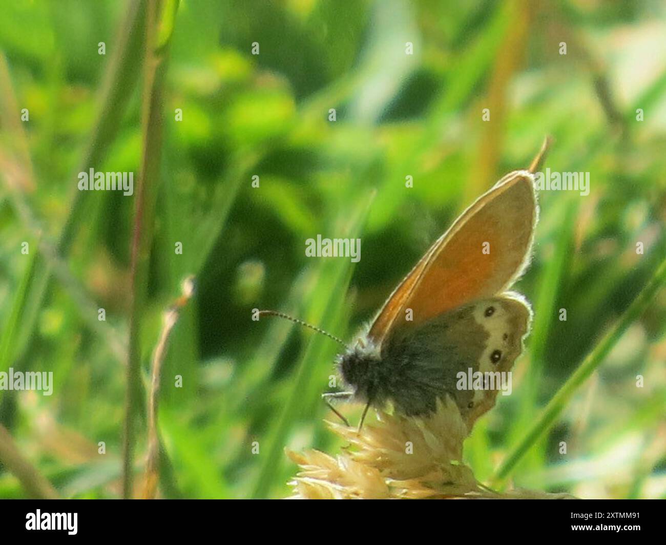 Alpine Heath (Coenonympha gardetta) Insecta Stock Photo - Alamy
