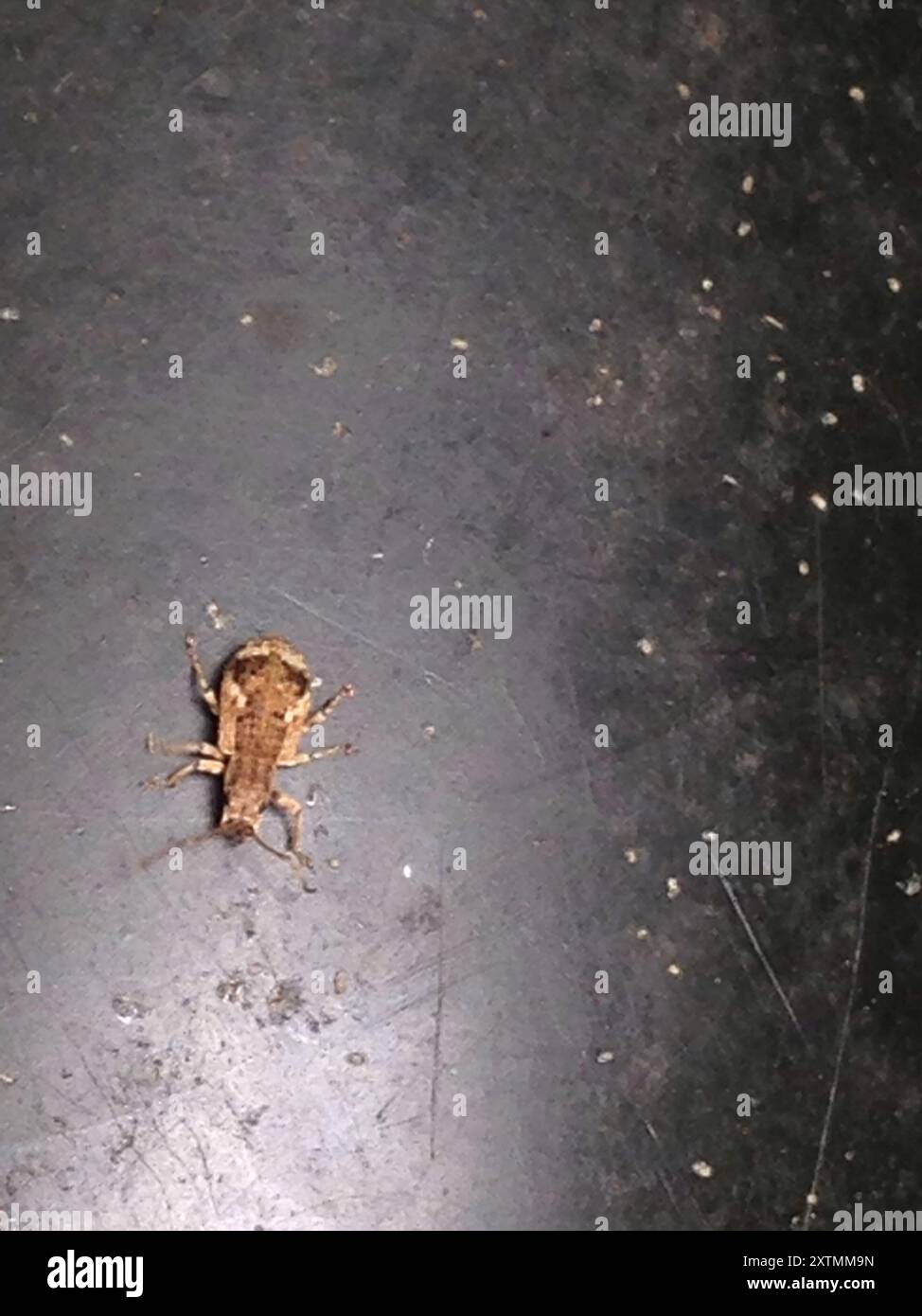 Peach Root Weevil (Pseudoedophrys hilleri) Insecta Stock Photo - Alamy