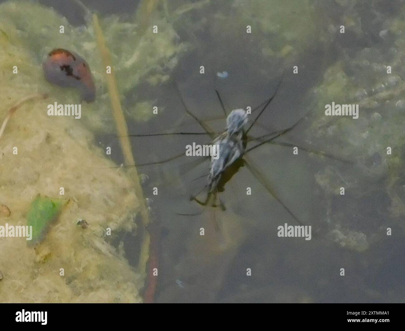 (Neogerris hesione) Insecta Stock Photo - Alamy