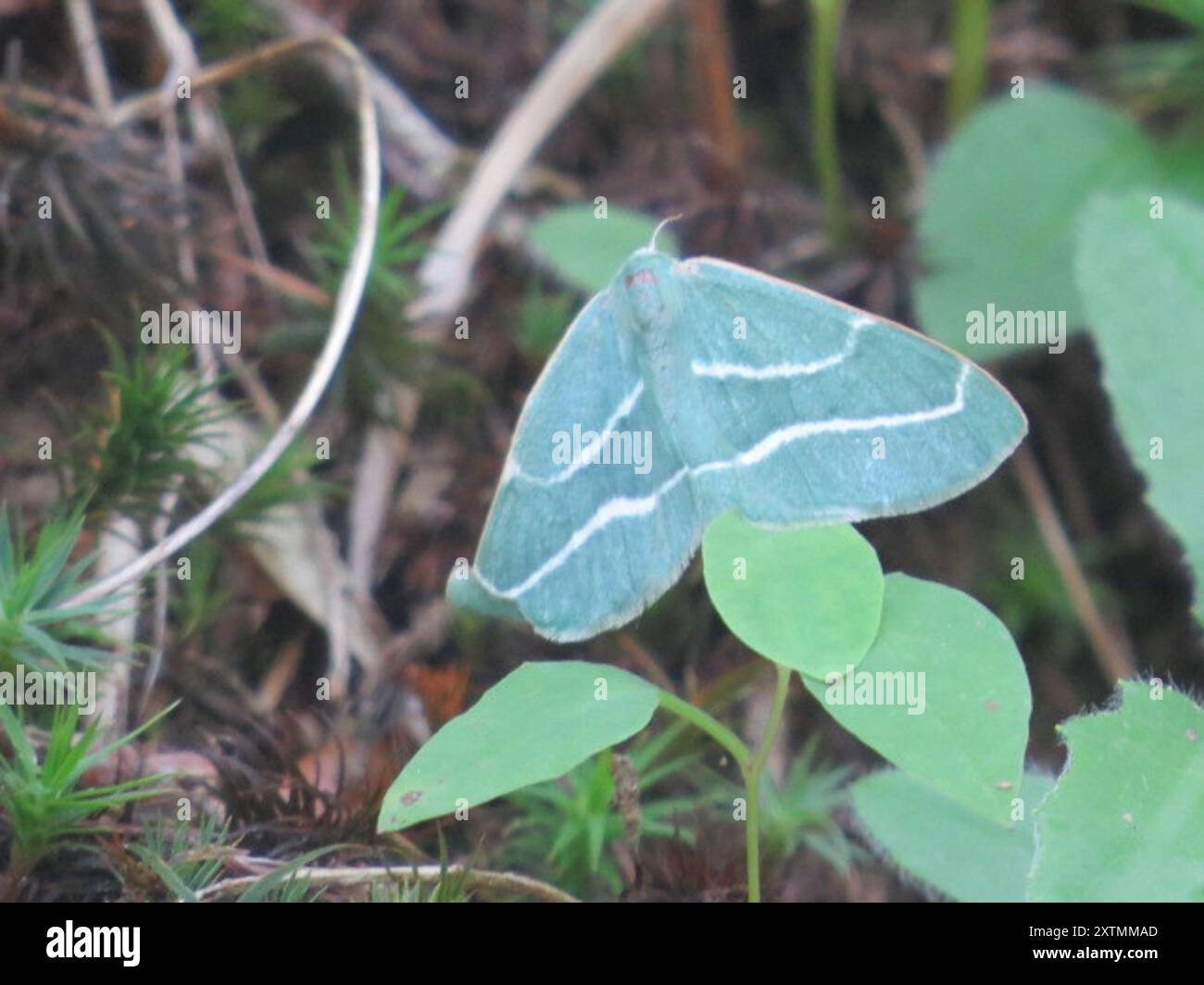 Barred Red (Hylaea fasciaria) Insecta Stock Photo - Alamy
