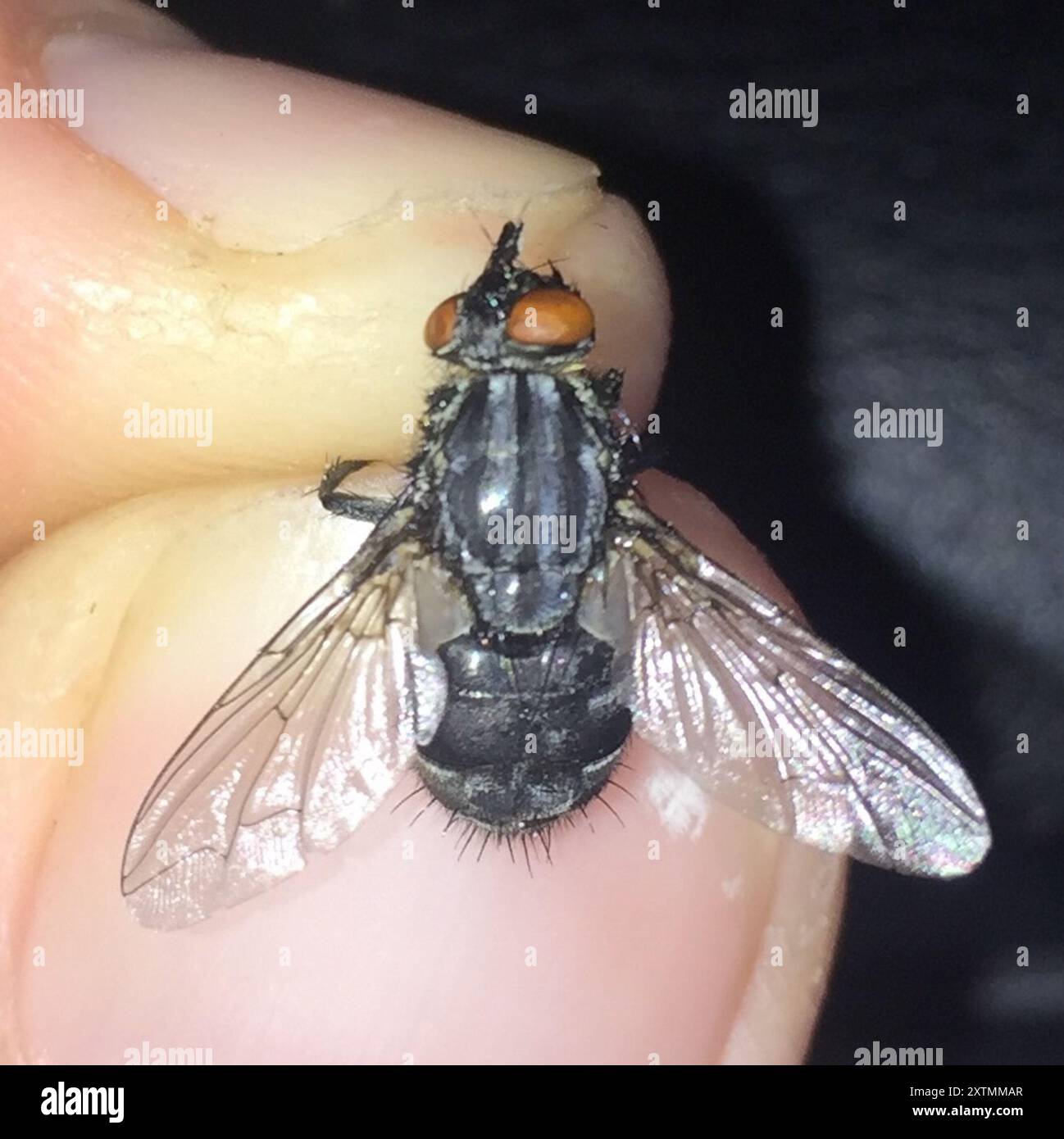 Common Flesh Flies (Sarcophaga) Insecta Stock Photo - Alamy
