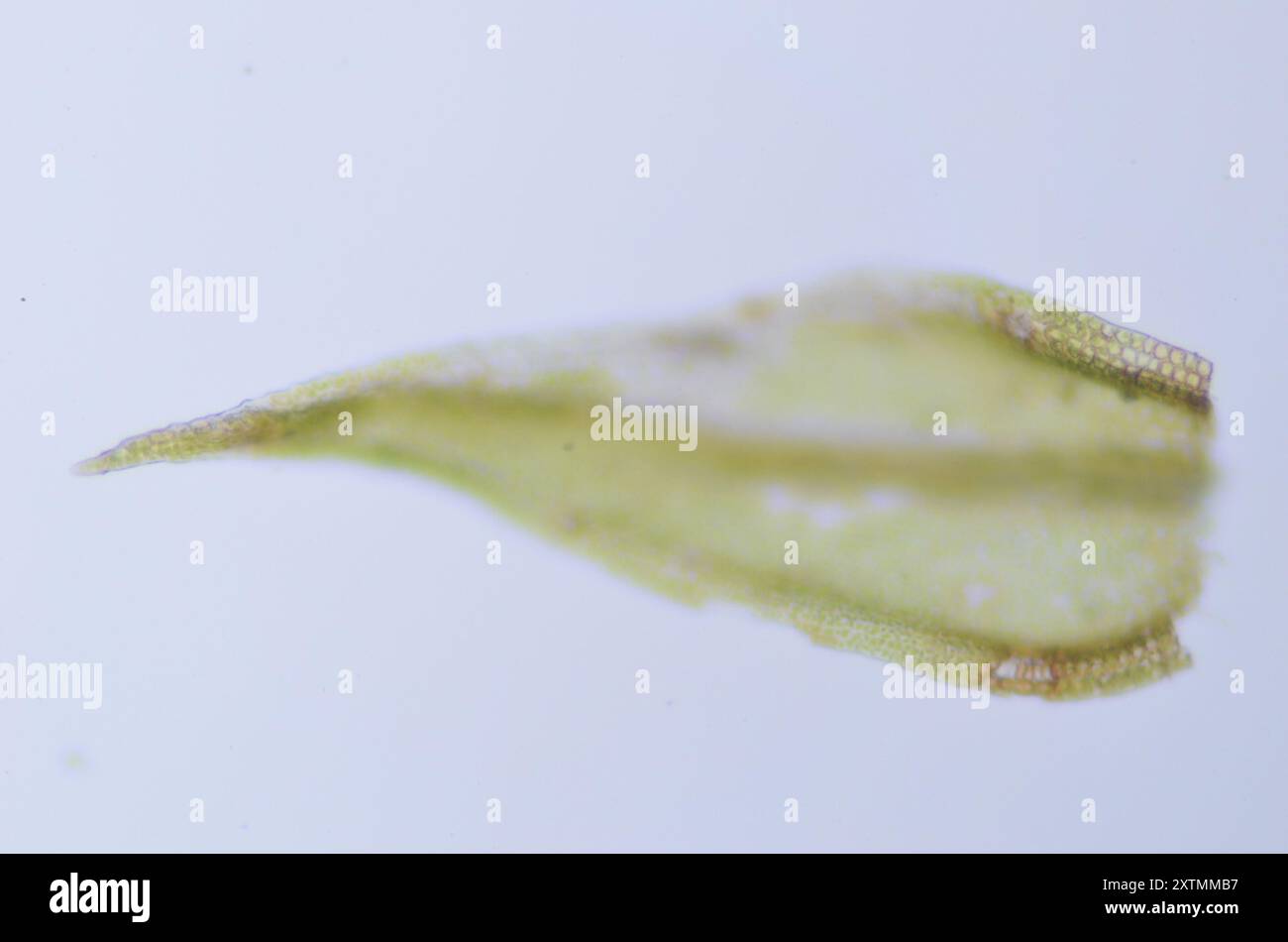 Narrow-leaved Leskea Moss (Pseudoleskea stenophylla) Plantae Stock ...