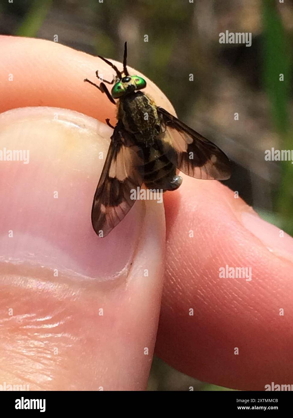 Twin-lobed Deer Fly (Chrysops relictus) Insecta Stock Photo - Alamy