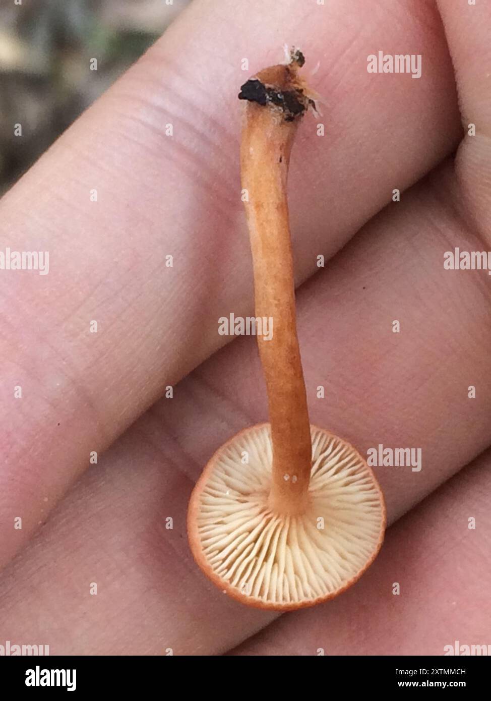 Common Milkcaps (Lactarius) Fungi Stock Photo - Alamy