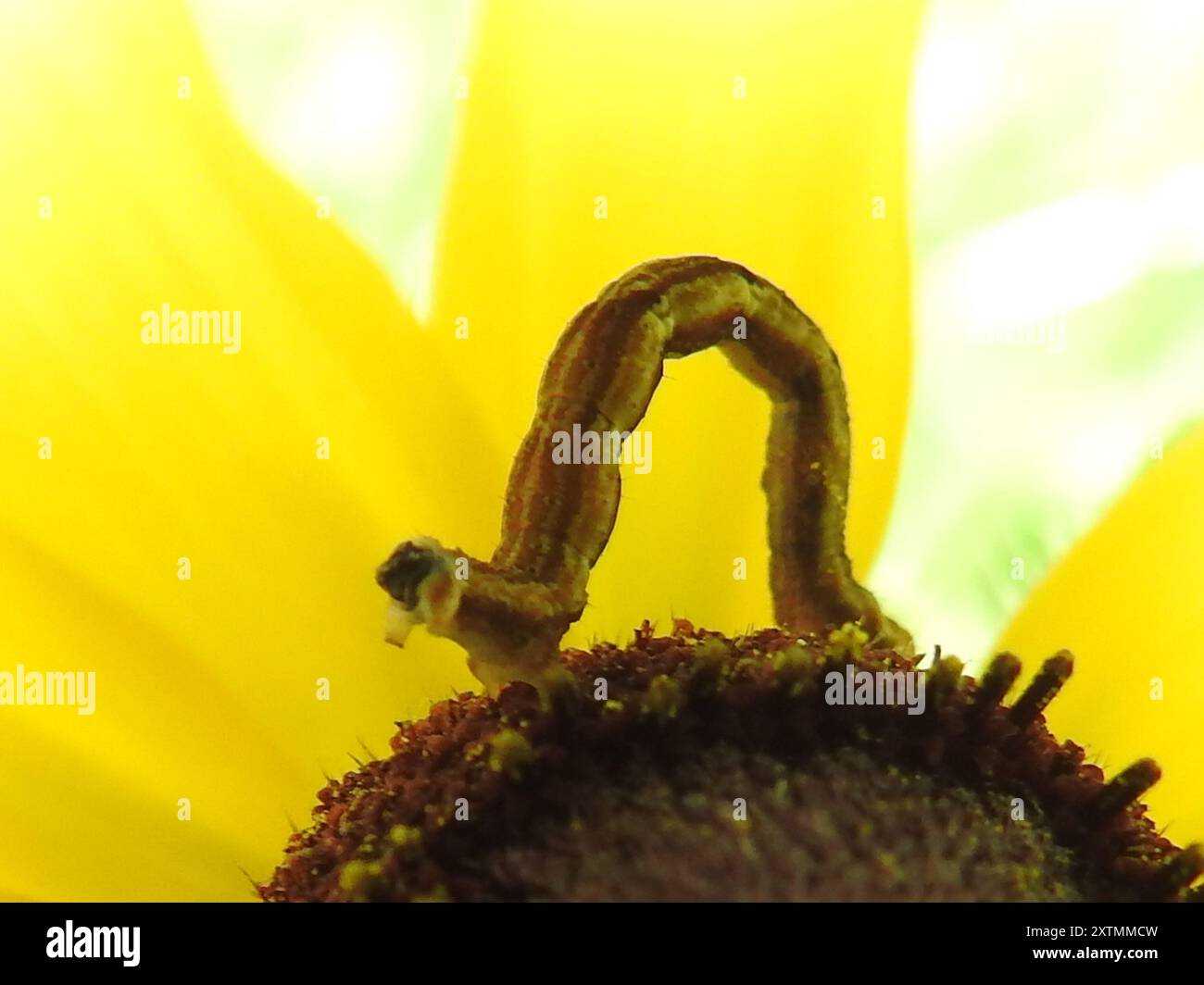 Geometer Moths (Geometridae) Insecta Stock Photo - Alamy