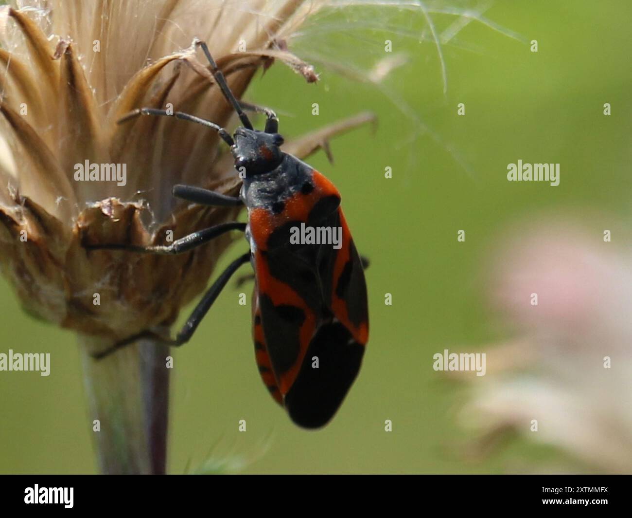 Small Milkweed Bug (Lygaeus kalmii) Insecta Stock Photo - Alamy