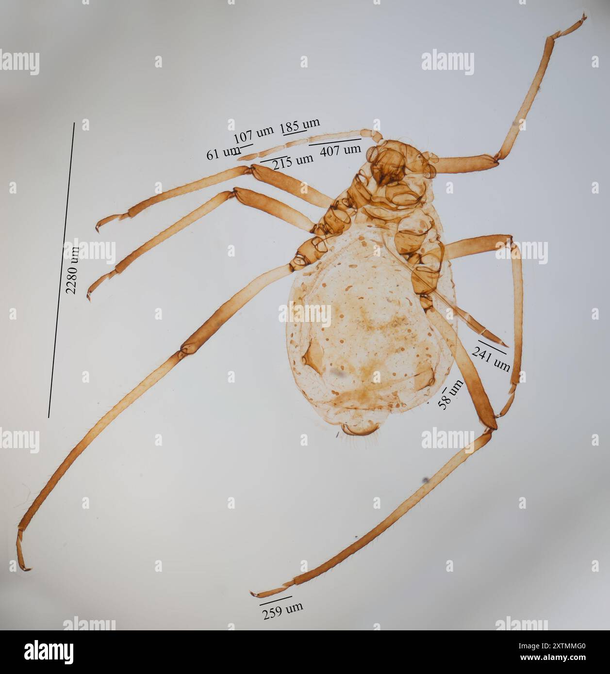 Common Pinyon-pine Aphid (Cinara edulis) Insecta Stock Photo - Alamy